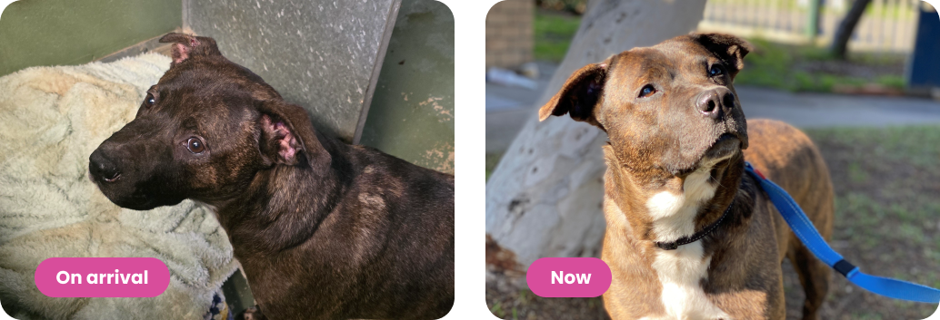 Update on the recent large-scale dog surrender - Geelong Animal Welfare Society