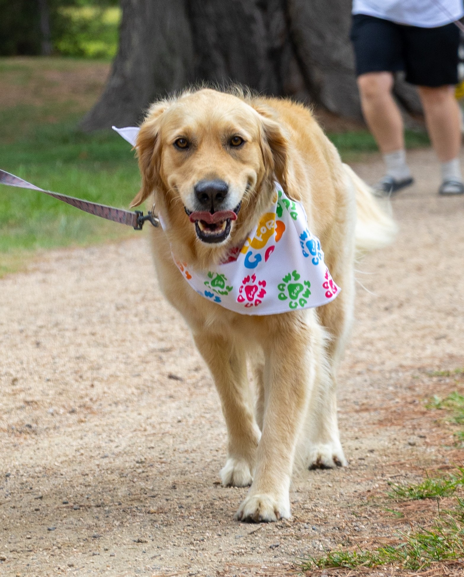 Home - Geelong Animal Welfare Society