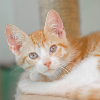 Adopt - Geelong Animal Welfare Society