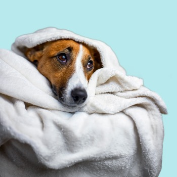 Volunteer - Geelong Animal Welfare Society