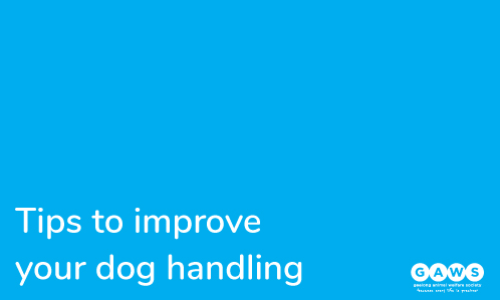 Geelong Animal Welfare Society - News - Tips to improve your dog handling
