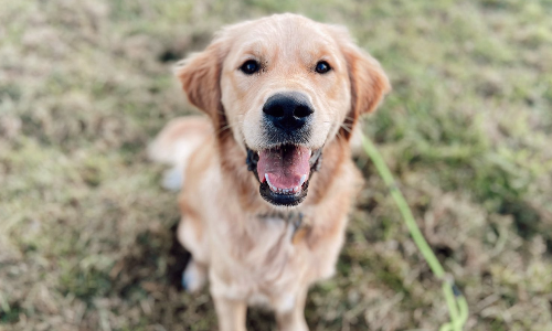 Home - Geelong Animal Welfare Society